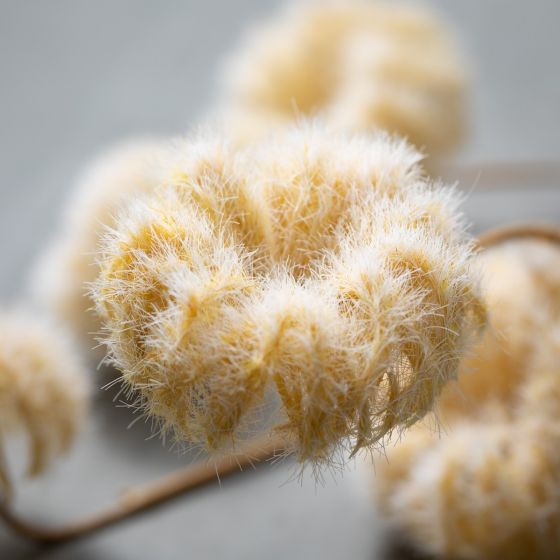 Faux Dried Cream Pods 11x 3"x 45 | Linen Chest