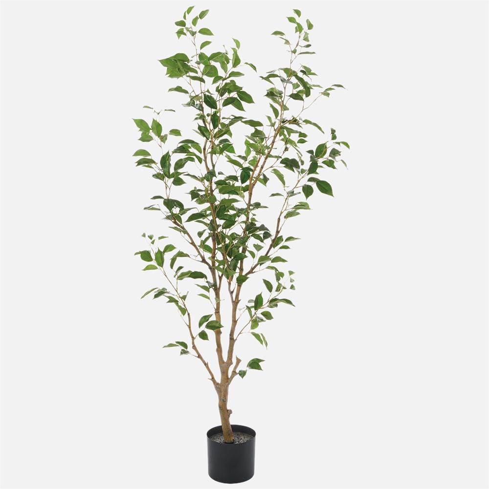 Ficus Benjamina Tree, 5' | Linen Chest